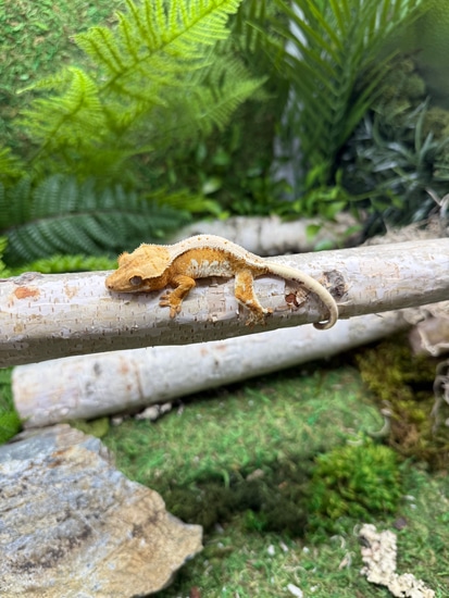 Lily White Crested Gecko by Highlightexotics