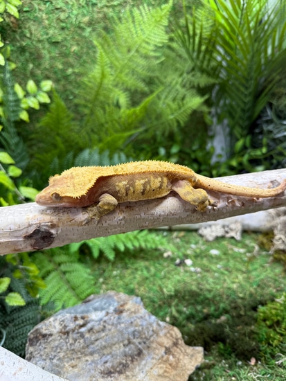 Tangy Crested Gecko by Highlightexotics