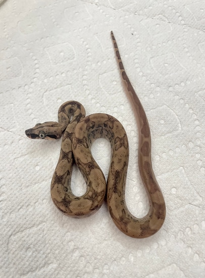 Super Ghost Het Blood Boa Constrictor by HighONboas