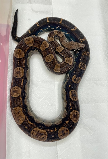 Inca Boa Constrictor by HighONboas