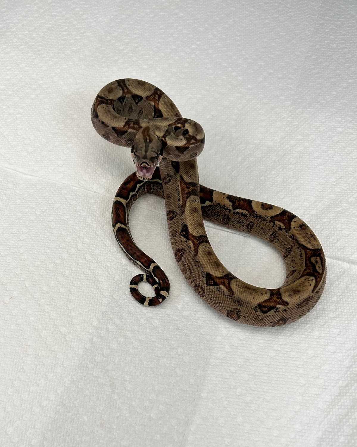 Img Het Blood Img Hypo Jungle Het Blood Pos Het Vpi Boa Constrictor by ...