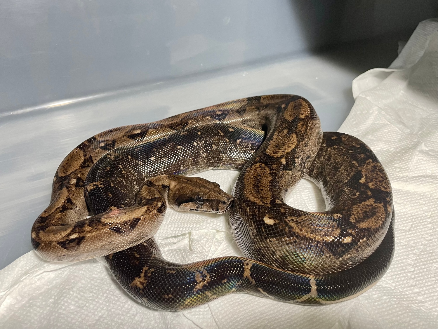 Pewter (Blood, Anery 2) Boa Constrictor by HighONboas - MorphMarket