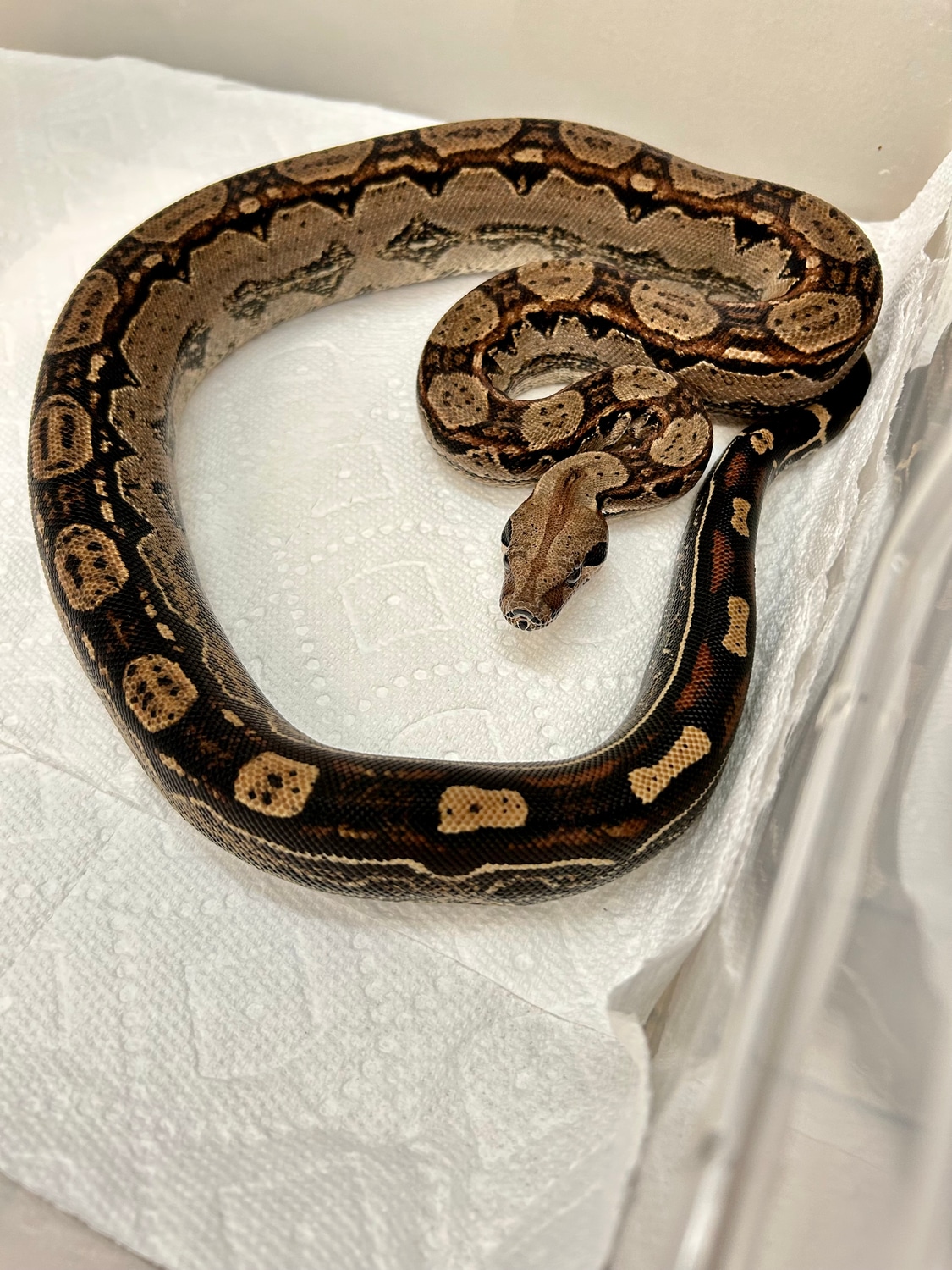 Keltic Het Kahl Albino Boa Constrictor by HighONboas - MorphMarket