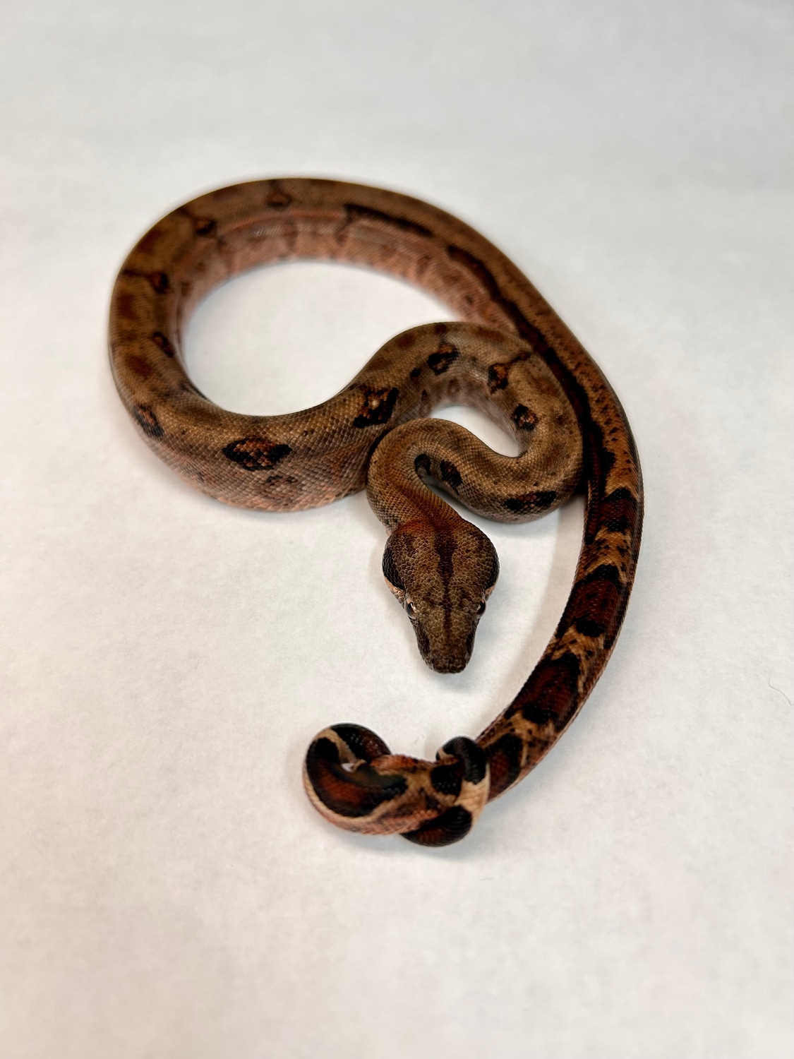 Hypo Het Blood Boa Constrictor by HighONboas - MorphMarket