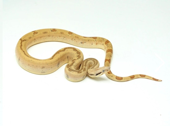 Labyrinth Hypo Het Sharp Albino Boa Constrictor by HighONboas