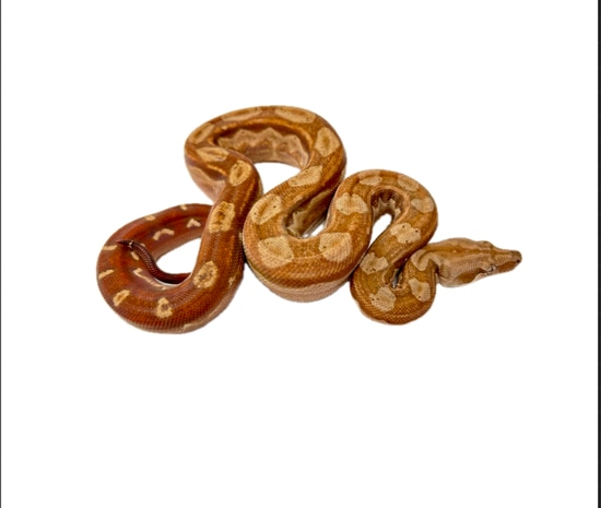 Inca Rlt Breeding Pair Boa Constrictor by HighONboas