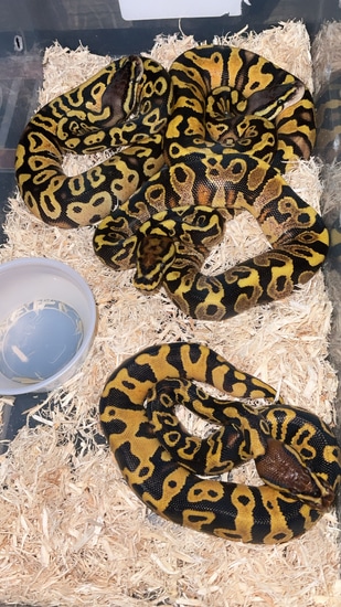 Pastel Yellow Belly Or Asphalt Ball Python by Highqualitypythons