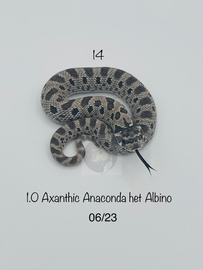 2023 Axanthic Conda Het Albino Western Hognose by High Scale Reptiles ...