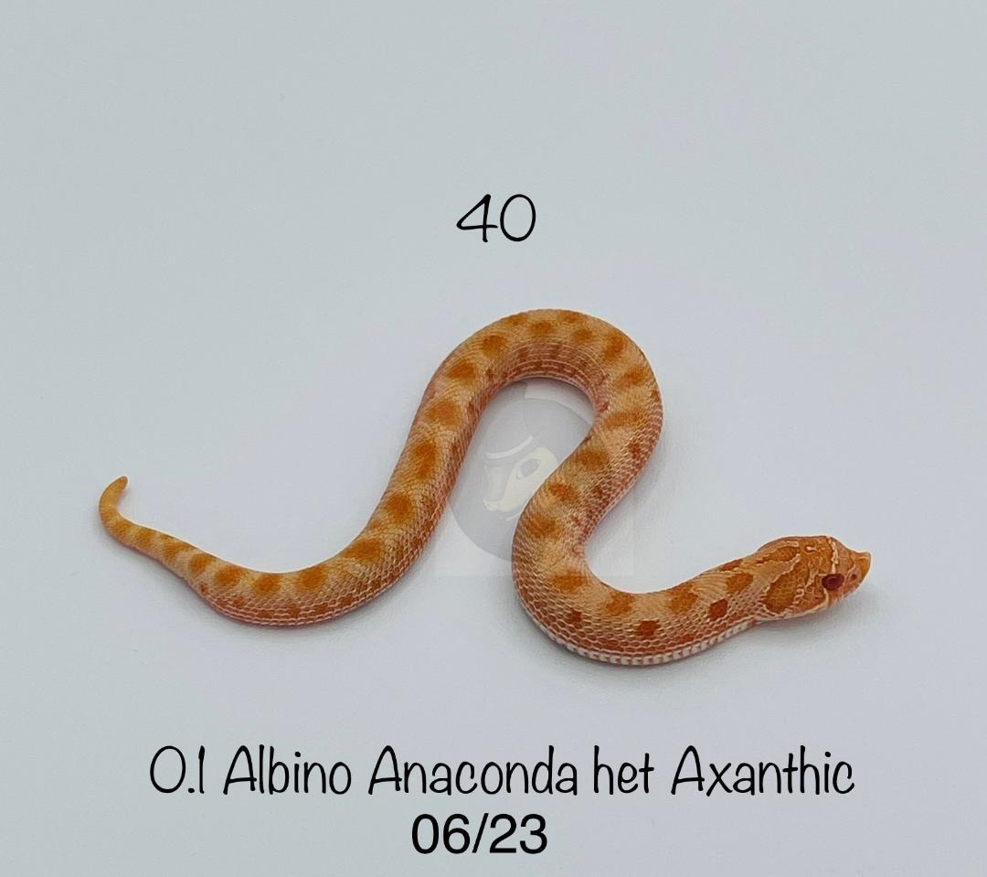 2023 Albino Conda Het Axanthic Western Hognose by High Scale Reptiles ...