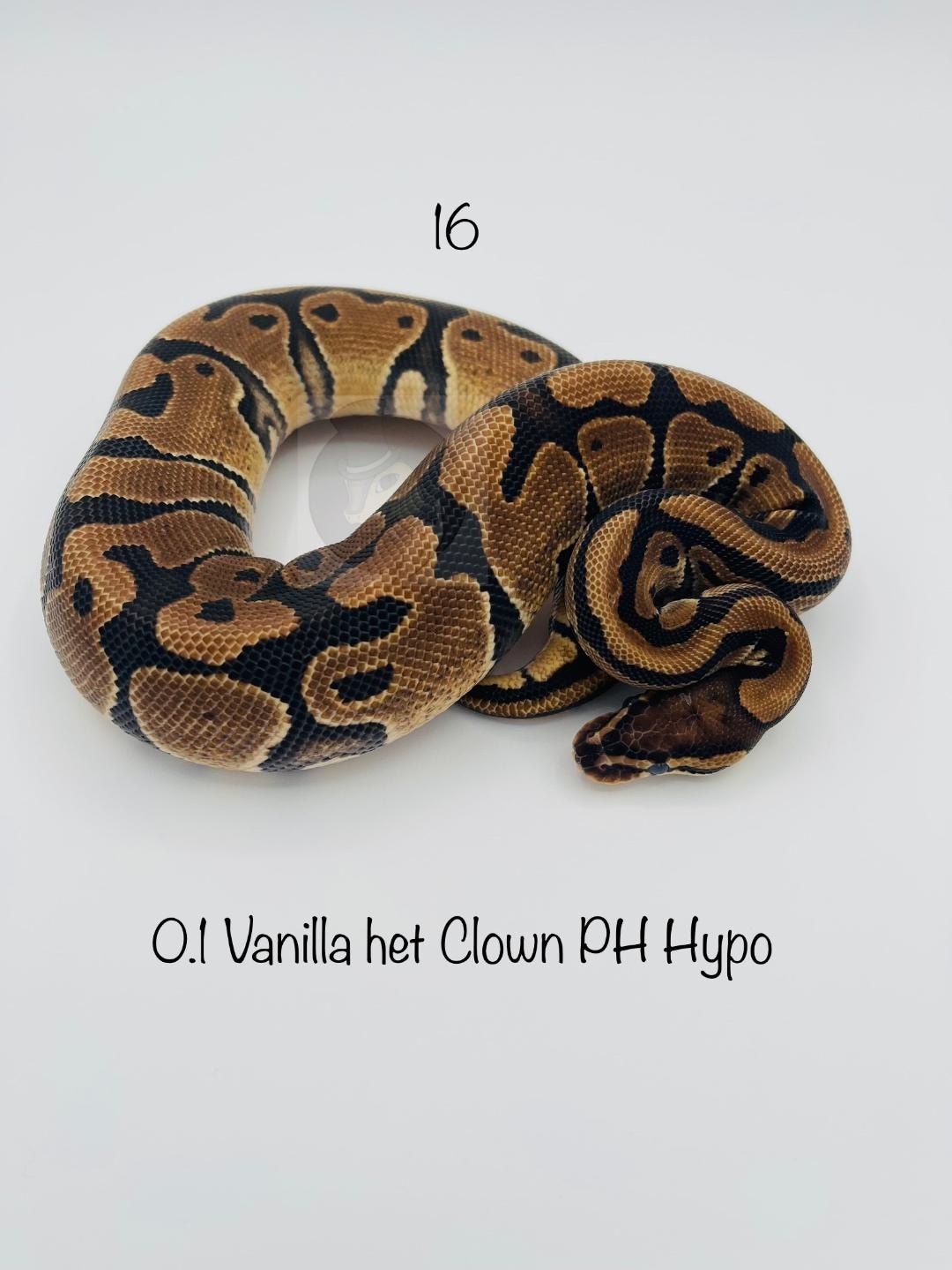 Vanilla Het Clown PH Hypo Ball Python by High Scale Reptiles ...