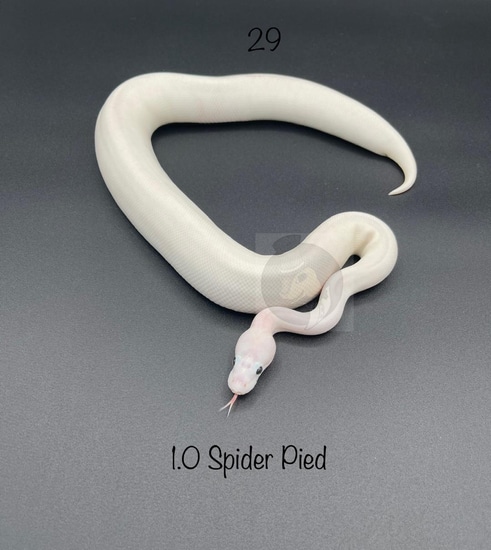 Spider Pied (White Wedding) Ball Python by High Scale Reptiles ...