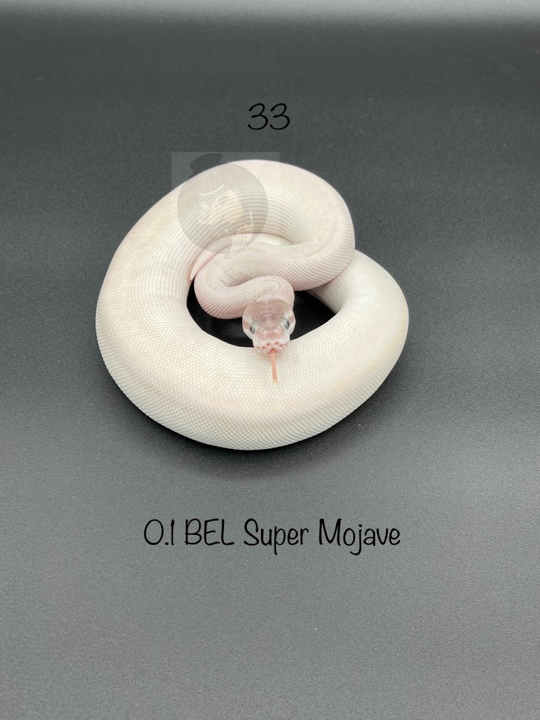 BEL Super Mojave Ball Python by High Scale Reptiles & Enclosures LLC ...