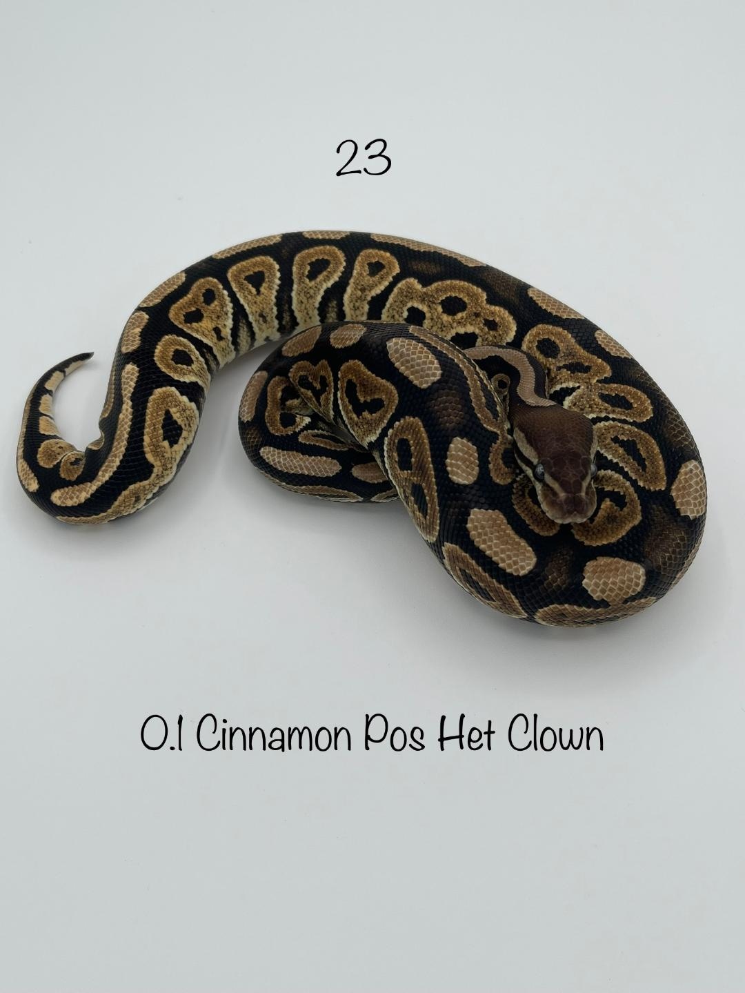 Cinnamon PH Clown Ball Python by High Scale Reptiles & Enclosures LLC ...
