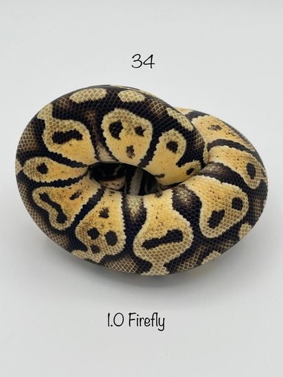 Fire Pastel (Firefly) *SHIPPING INCLUDED* Ball Python by High Scale ...