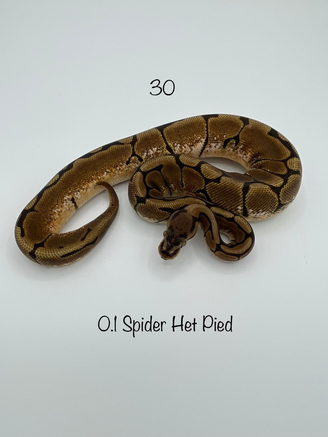 Spider Het Pied Ball Python by High Scale Reptiles & Enclosures LLC ...