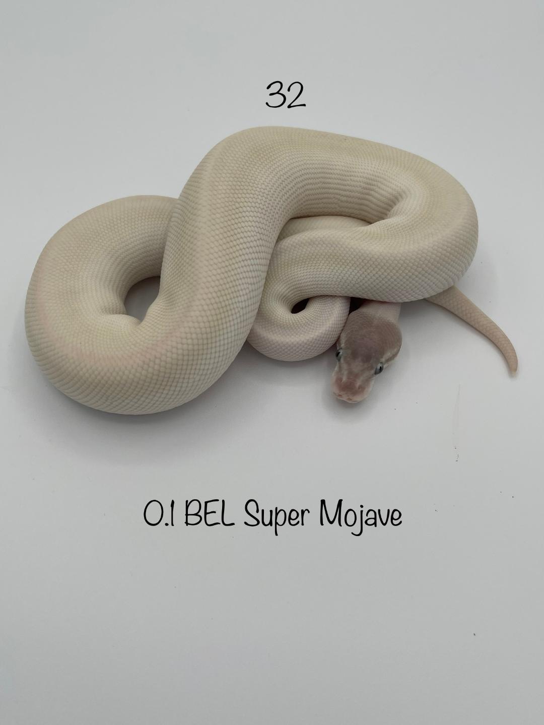 BEL Super Mojave Ball Python by High Scale Reptiles & Enclosures LLC ...