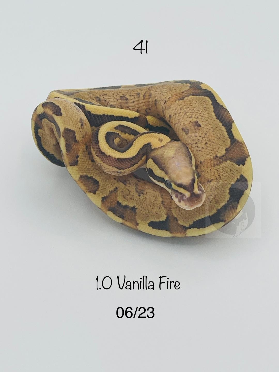 Vanilla Fire Ball Python by High Scale Reptiles & Enclosures LLC ...