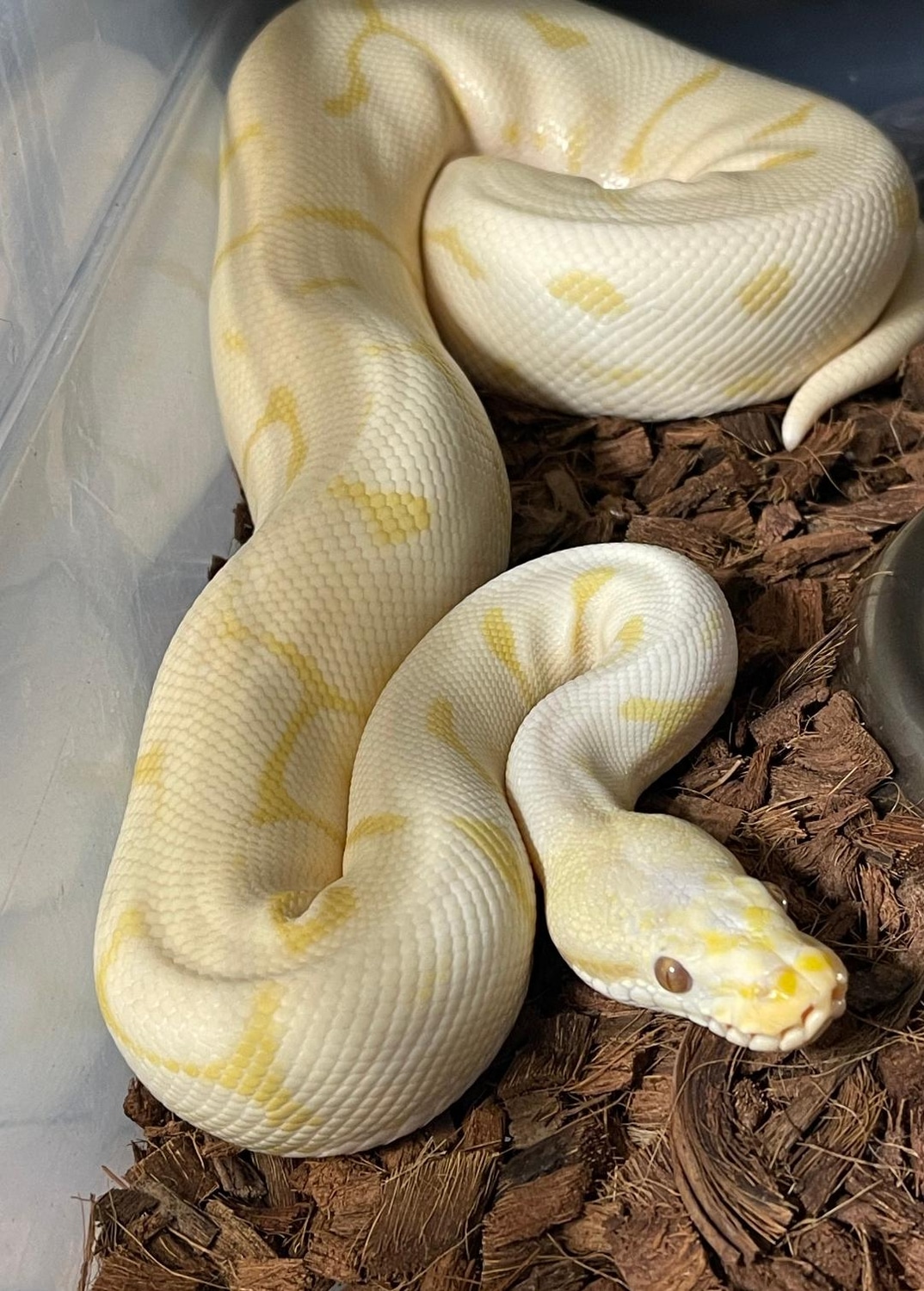 Candino Leopard Bumblebee Ball Python by High Scale Reptiles ...
