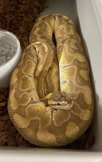 Lesser Enchi Woma Ball Python by High Scale Reptiles & Enclosures LLC