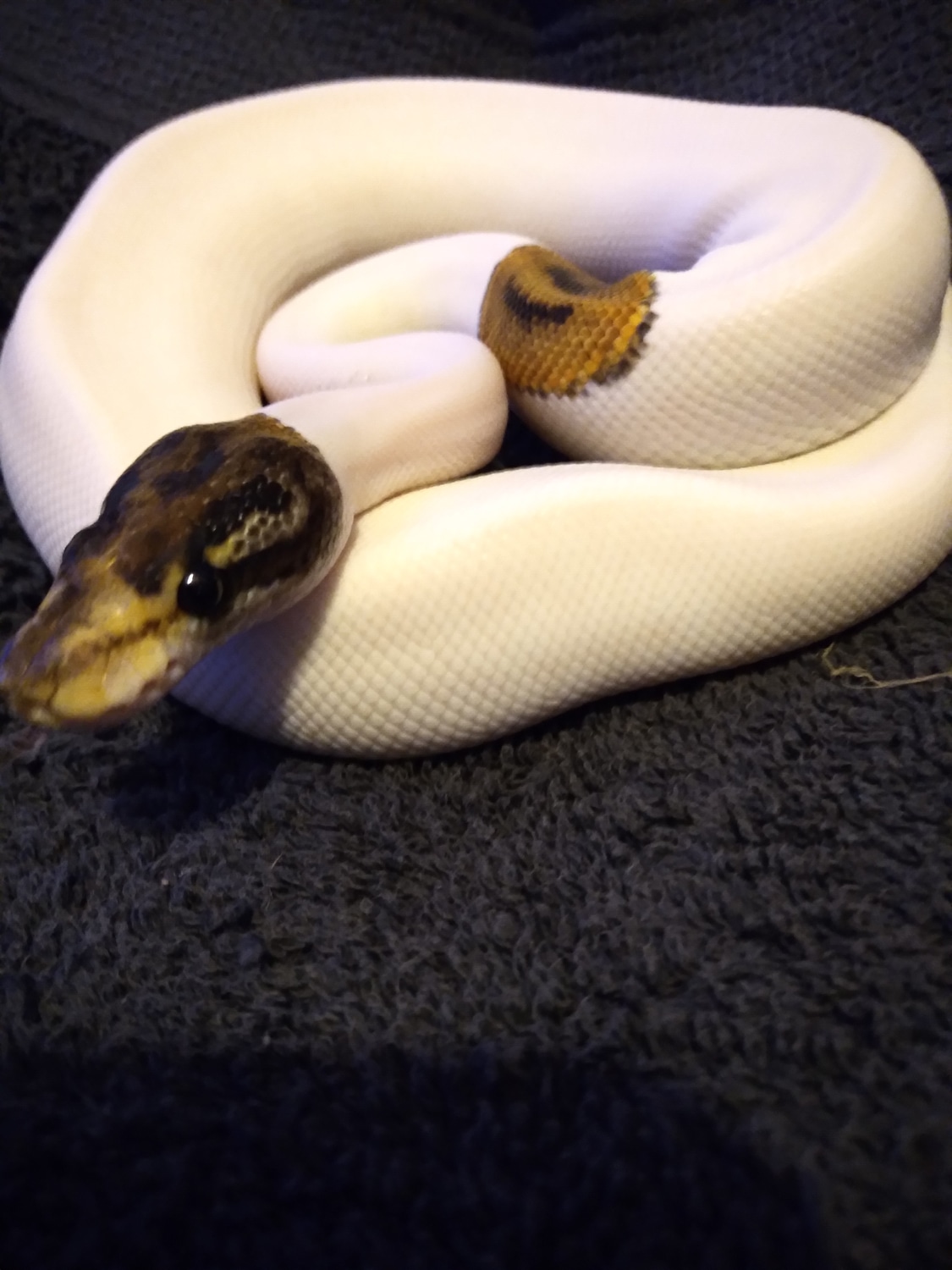 Pinto Pied Ball Python by Gigi's Serpents - MorphMarket