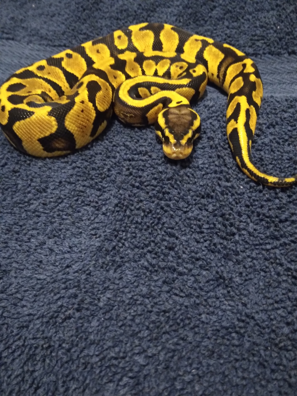 Pastel Dbl Het Pied/clown Ball Python by Gigi's Serpents - MorphMarket