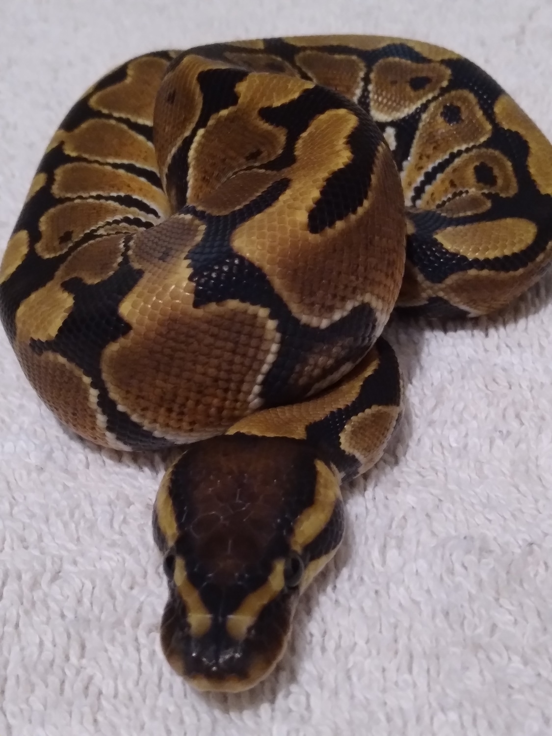 Pos Het Lav Ball Python by Gigi's Serpents - MorphMarket