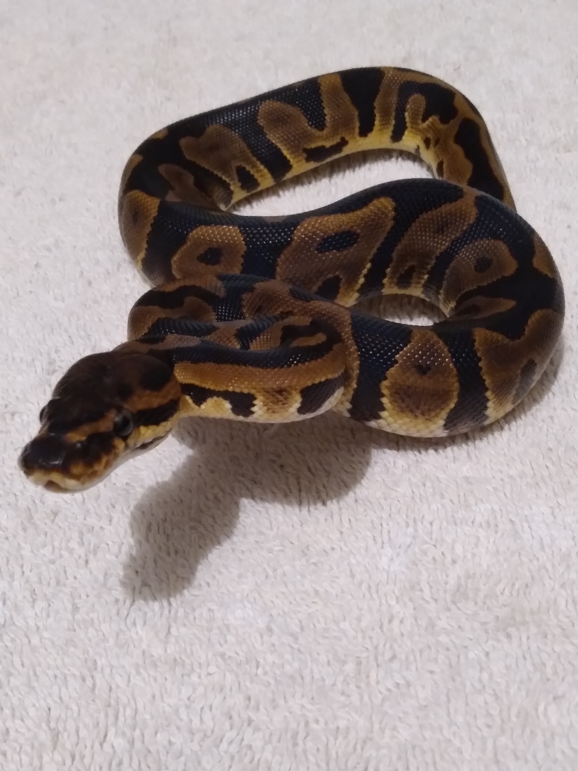 Leopard Het Clown Ball Python by Gigi's Serpents - MorphMarket