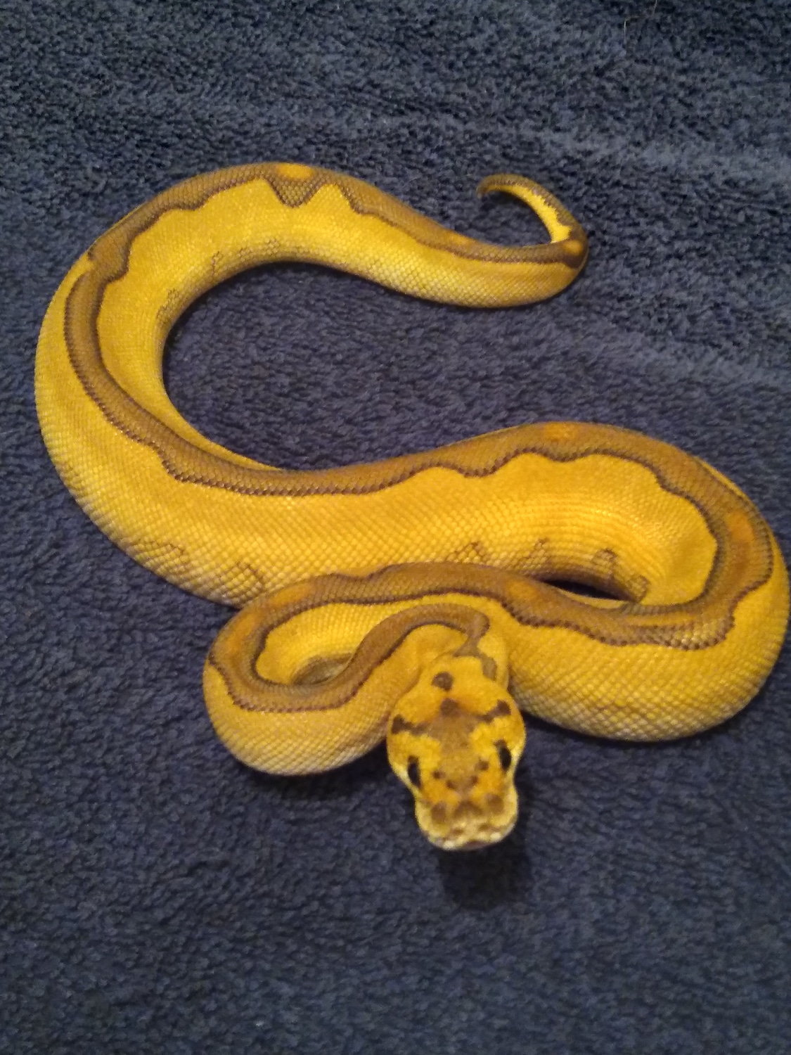 Pastel Lesser Leopard Blade Clown Ball Python by Gigi's Serpents ...