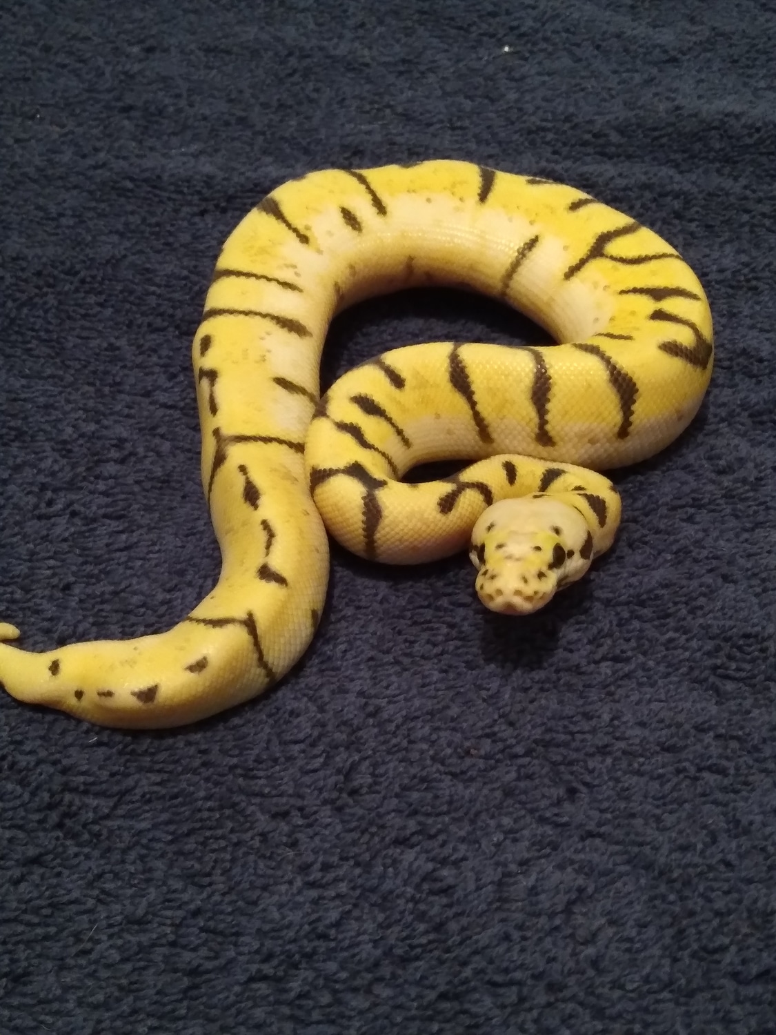Killerbee Ball Python by Gigi's Serpents - MorphMarket