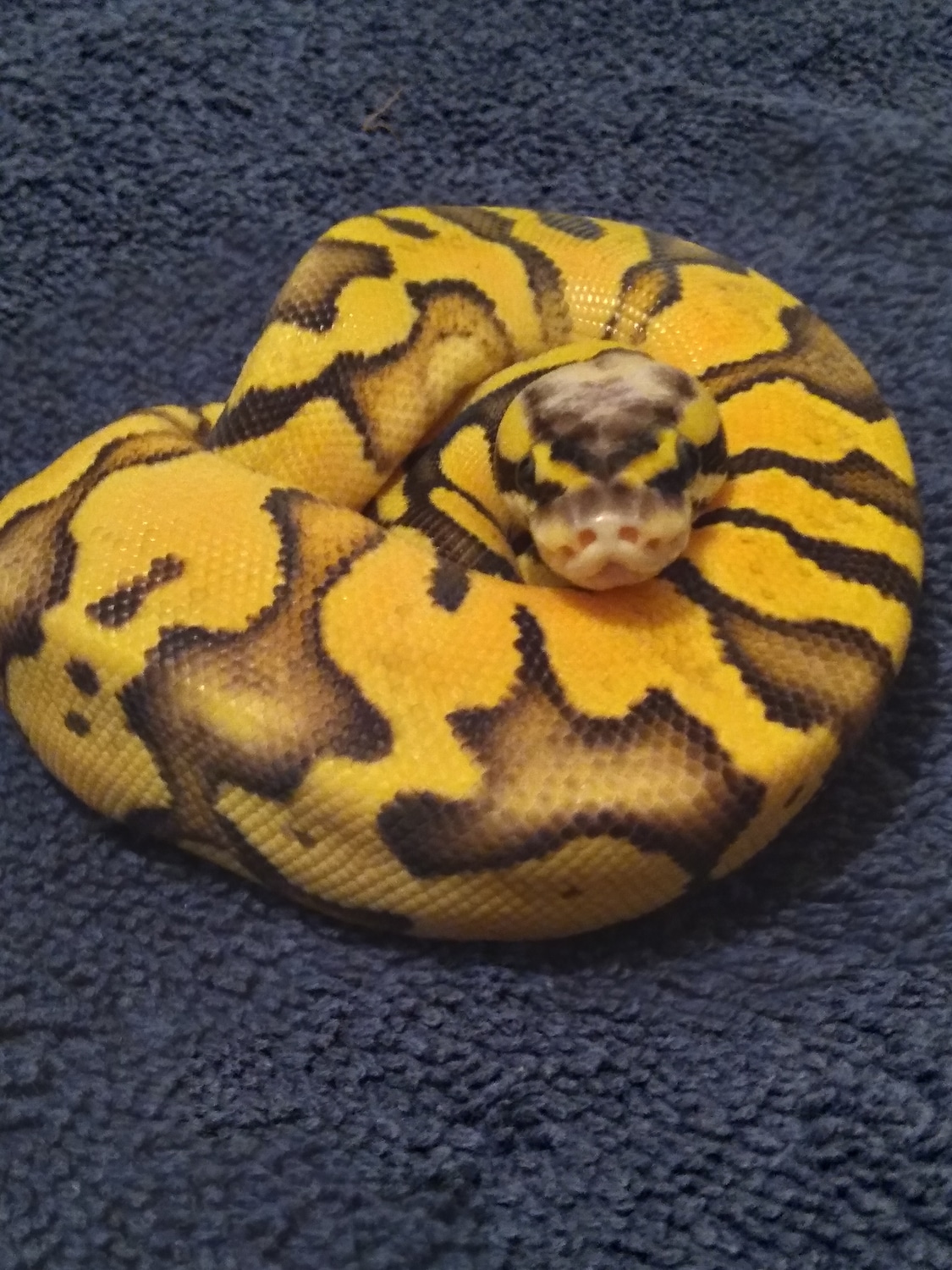 Enchi Firefly Ball Python by Gigi's Serpents - MorphMarket