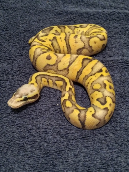 Superfly Ball Python by Gigi's Serpents