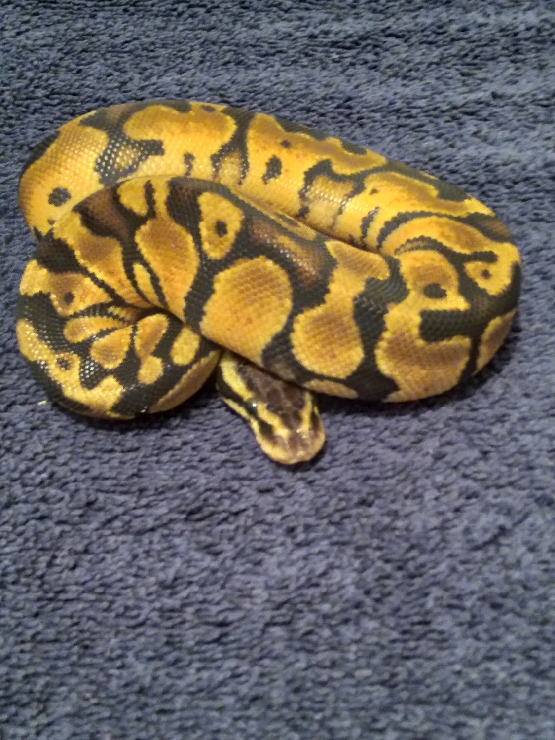 Pastel Pos Het Lav Ball Python by Gigi's Serpents - MorphMarket
