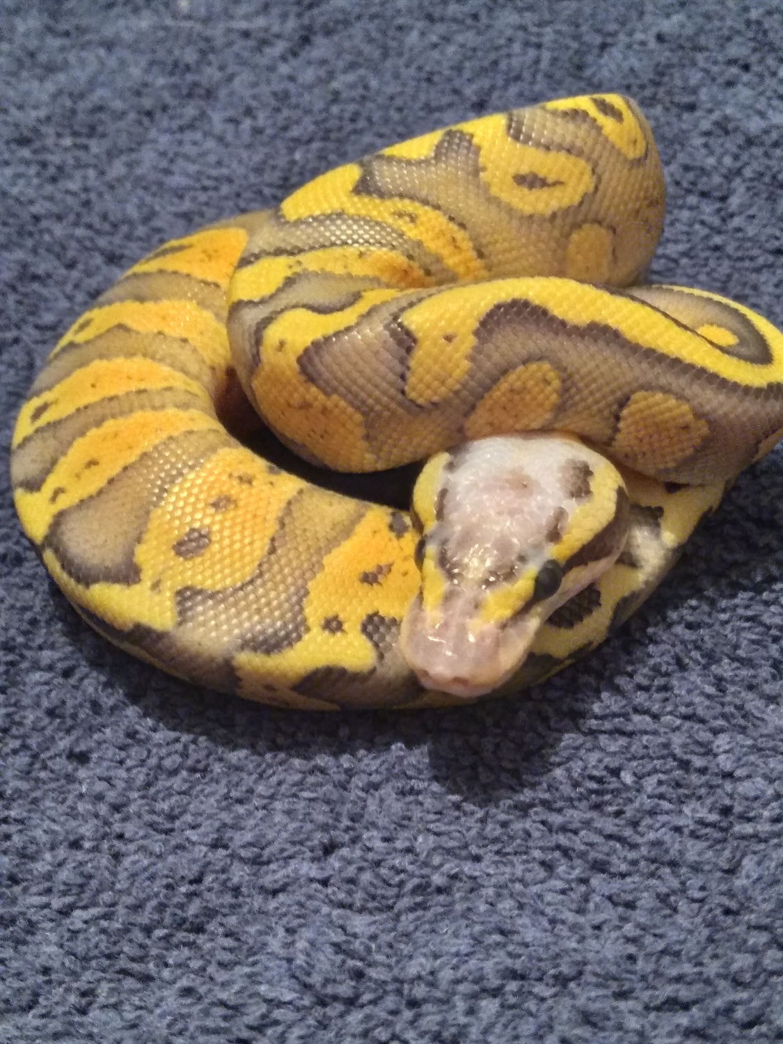 Super Pastel Redstripe Pos Het Clown/fire Ball Python by Gigi's ...
