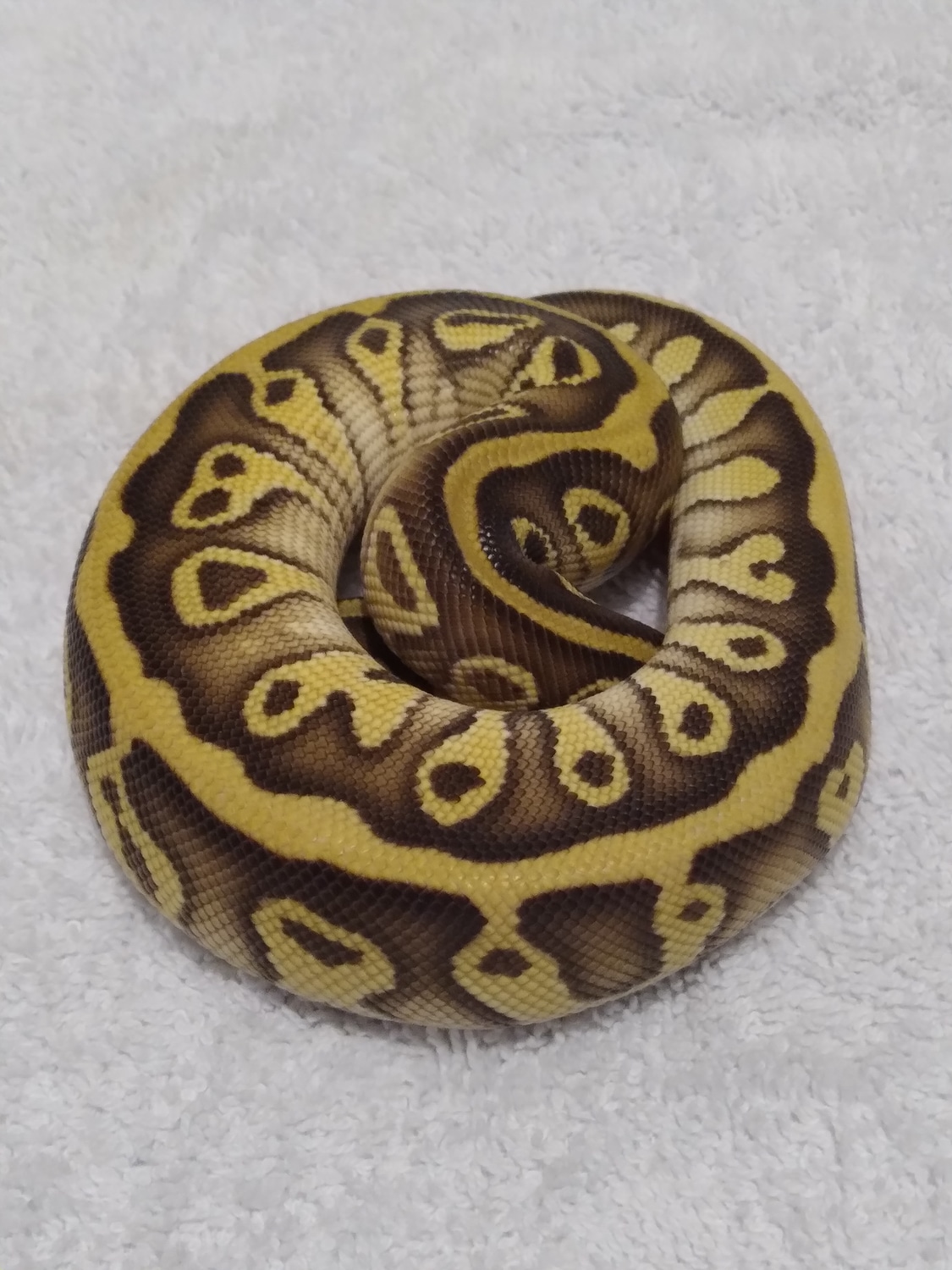 Pastel Lesser Leopard Het Clown Ball Python by Gigi's Serpents ...