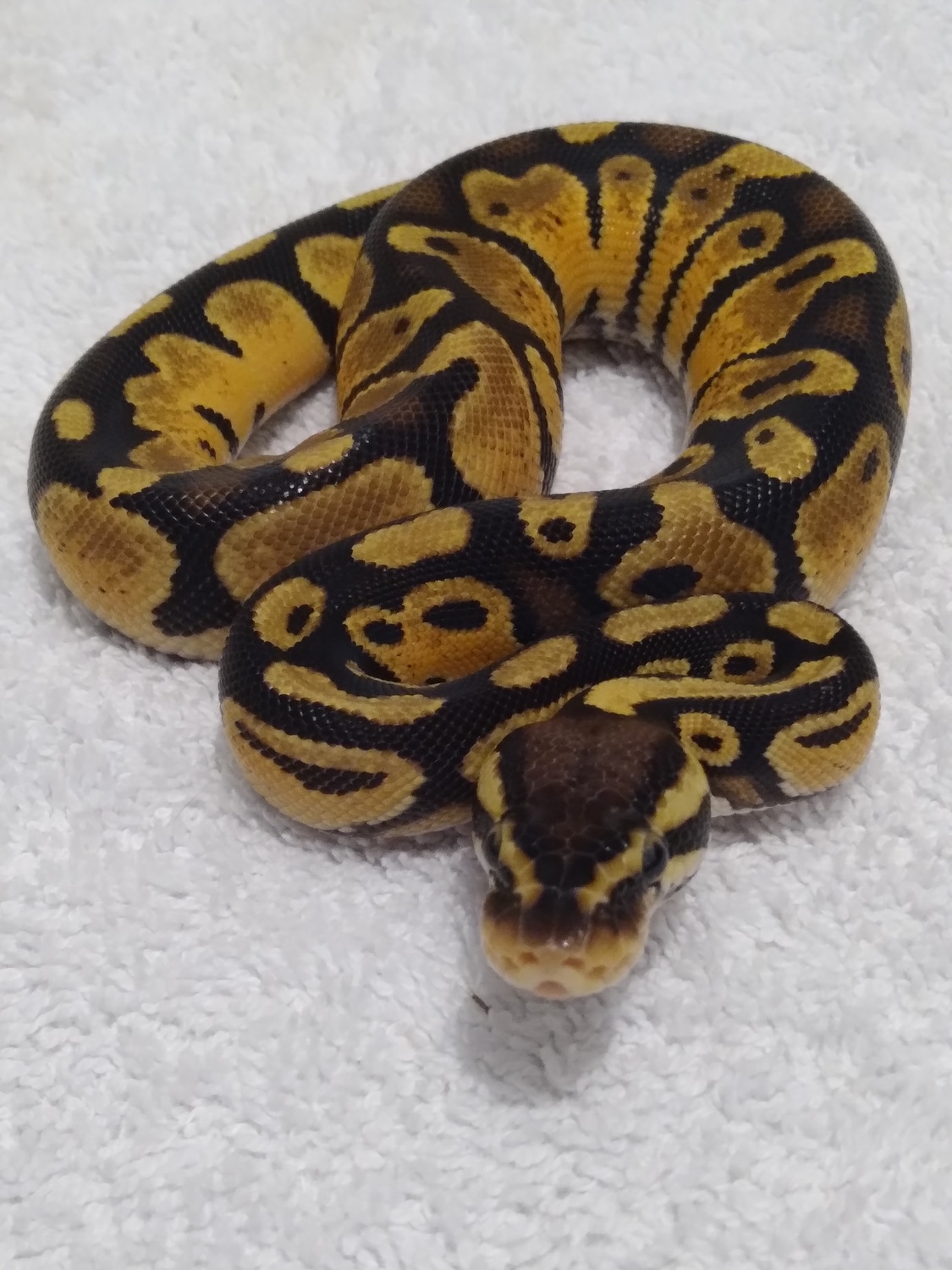 Pastel Het Pied Ball Python by Gigi's Serpents - MorphMarket