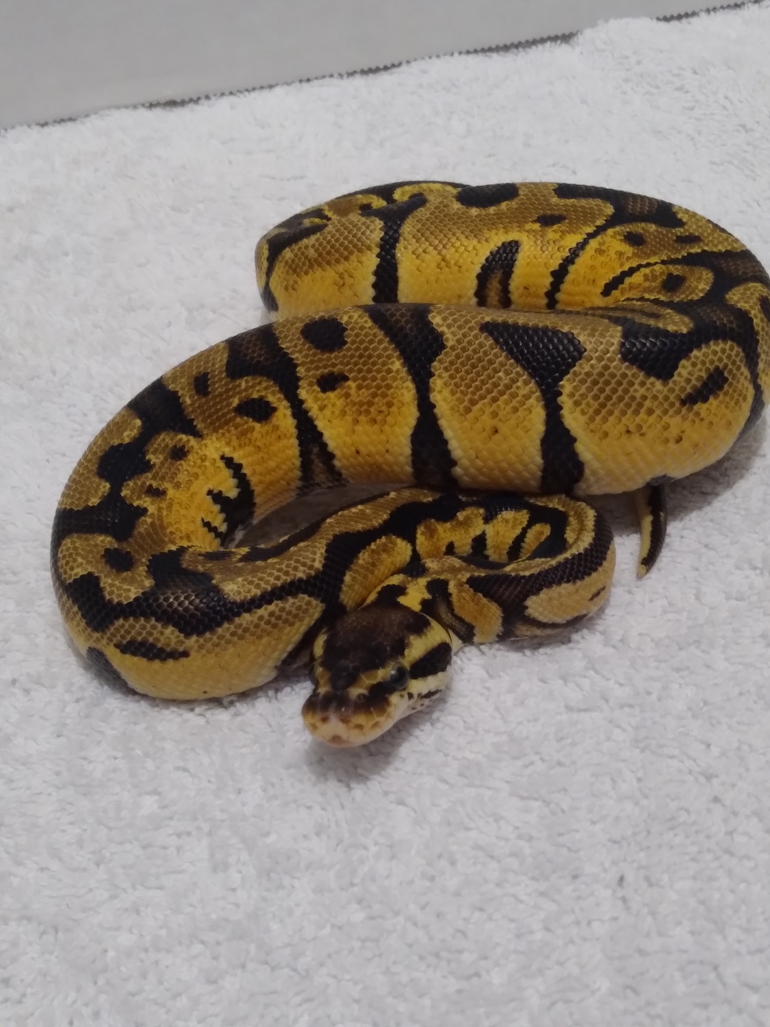 Pastel Od Het Pied Ball Python by Gigi's Serpents - MorphMarket