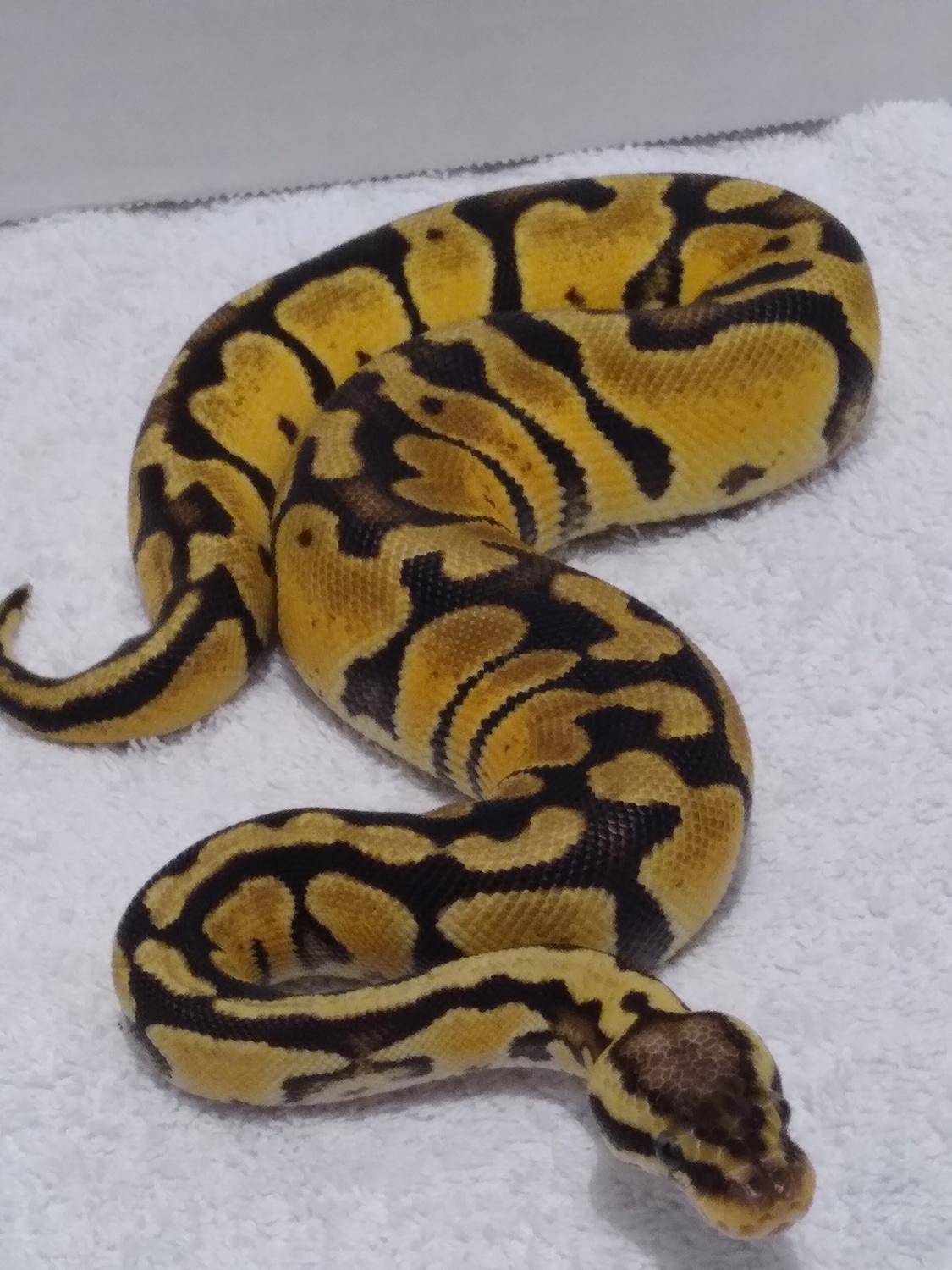 Pastel Ball Python by Gigi's Serpents - MorphMarket