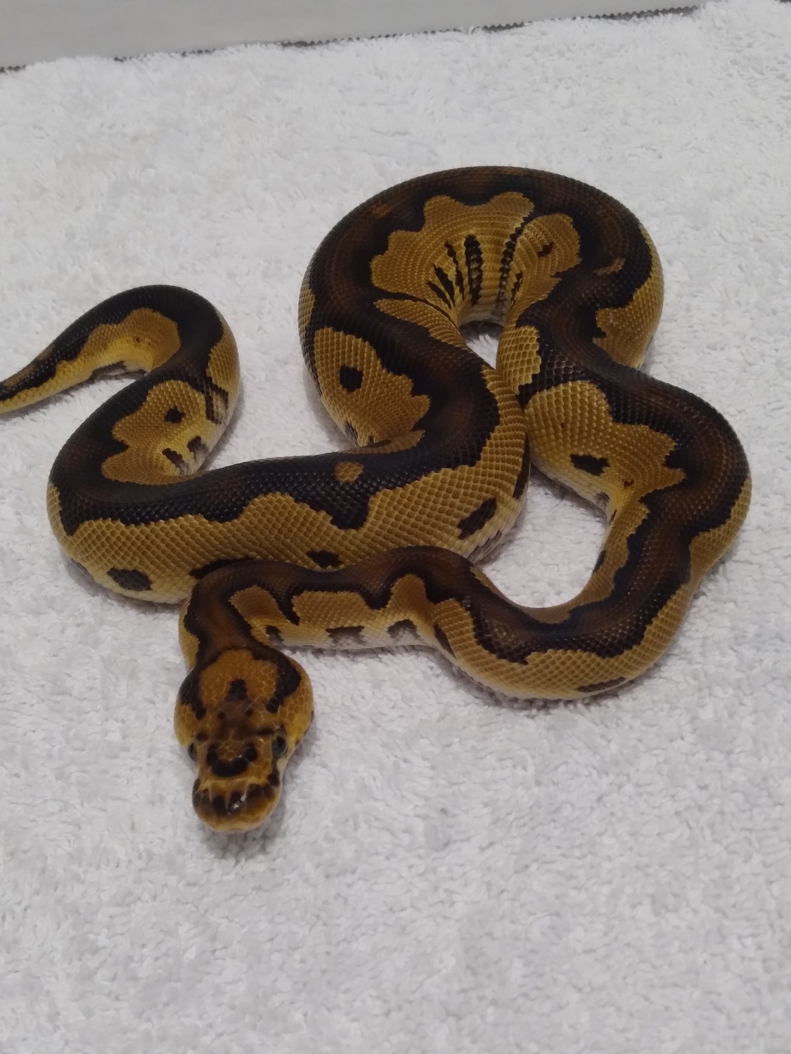 Pastel Blade Clown Het Pied Ball Python by Gigi's Serpents - MorphMarket