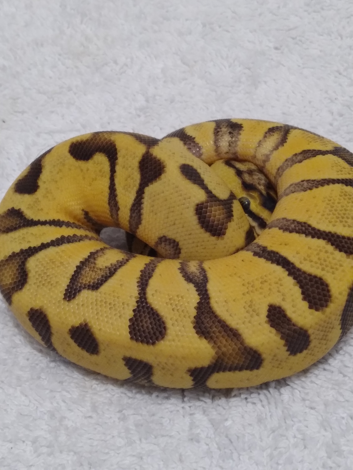 Super Pastel Enchi 50% Clown Ball Python by Gigi's Serpents - MorphMarket