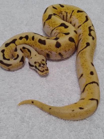 Super Pastel Enchi Spider Het Clown Ball Python by Gigi's Serpents