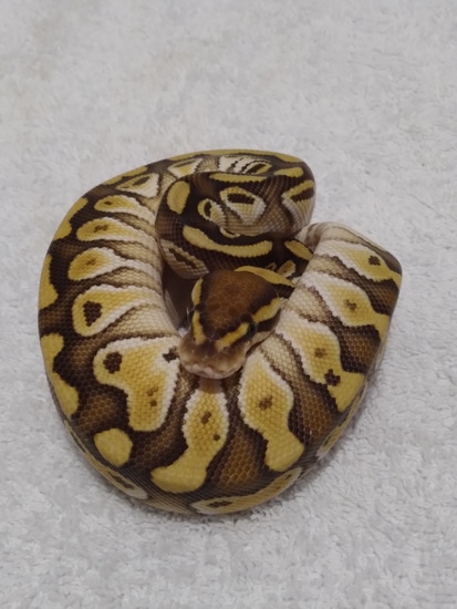 Pastel Lesser Leopard Het Clown Ball Python by Gigi's Serpents