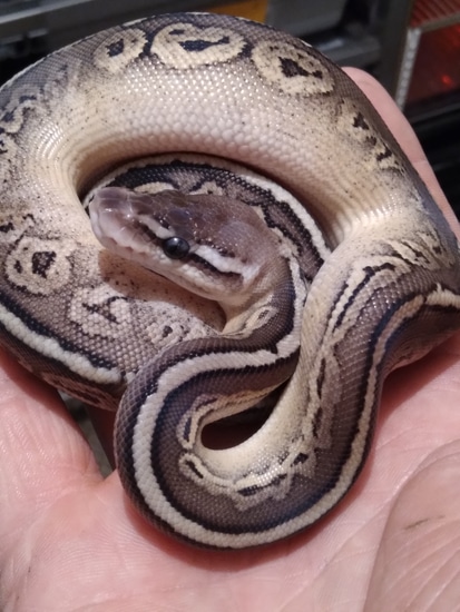 Pewter Het Albino Ball Python by Gigi's Serpents