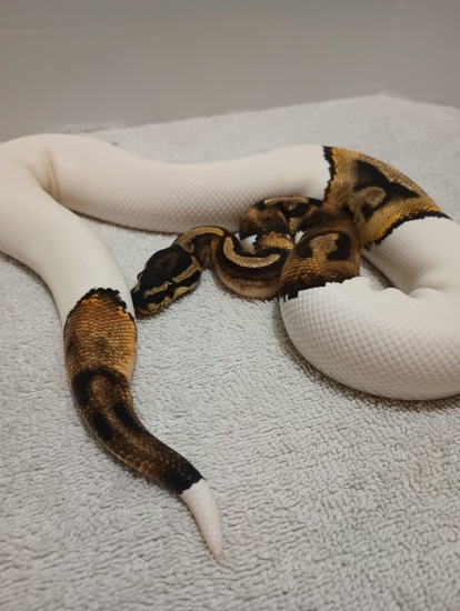 Pied Proven Ball Python by Gigi's Serpents