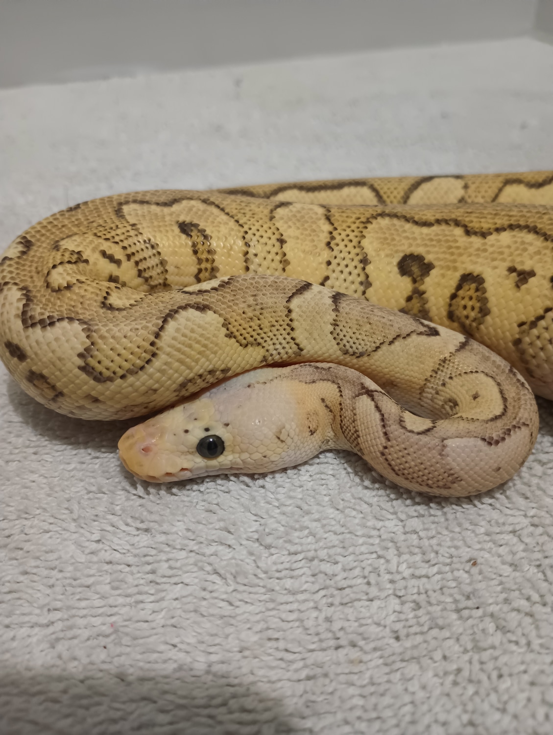 Super Pastel Rs Clown Ball Python by Gigi's Serpents - MorphMarket