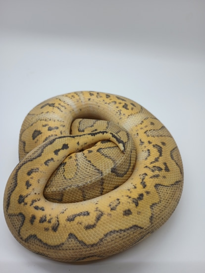 Superfly Clown Ball Python by Gigi's Serpents