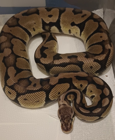 Pastel Vanilla Tiger Jolliff Axanthic Ball Python by Gigi's Serpents