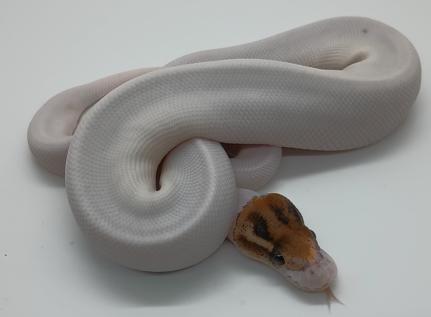 Pastel Russo Pied Pos Yb Ball Python by Gigi's Serpents - MorphMarket