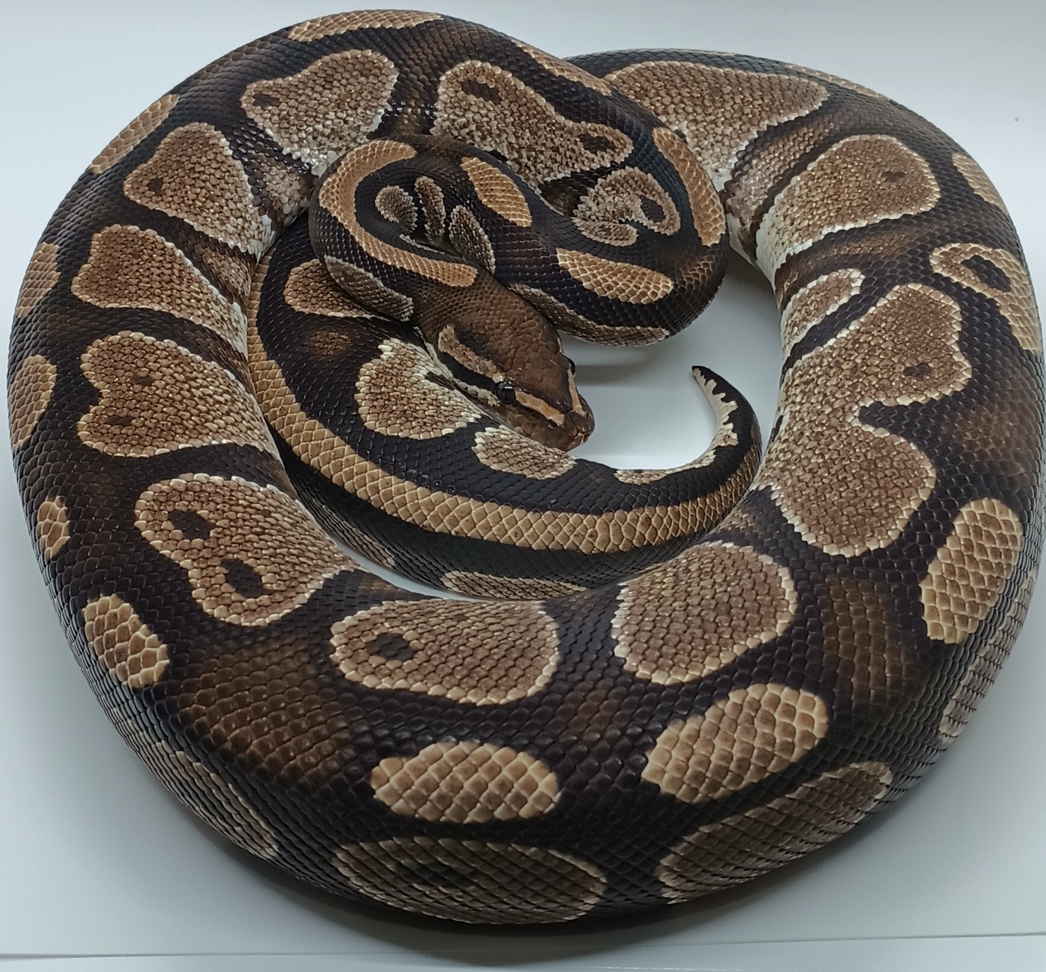 Het Lavender Albino Ball Python by Gigi's Serpents - MorphMarket