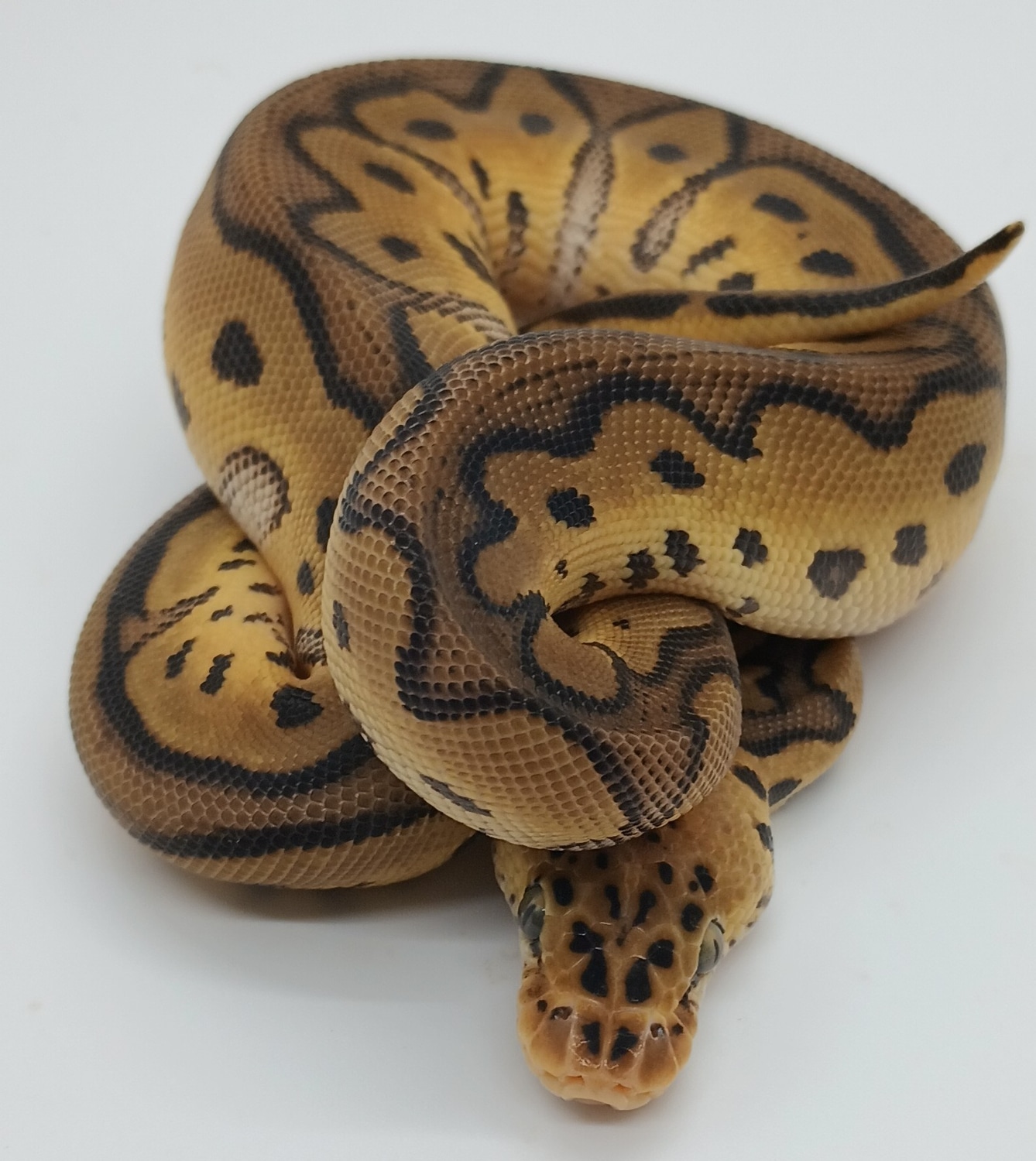 Pastel Clown Het Pied Ball Python by Gigi's Serpents - MorphMarket