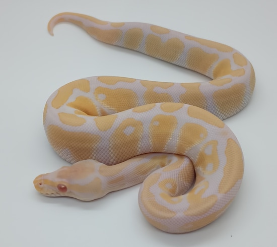 1.0 Albino Het Genetic Stripe Ball Python by Gigi's Serpents